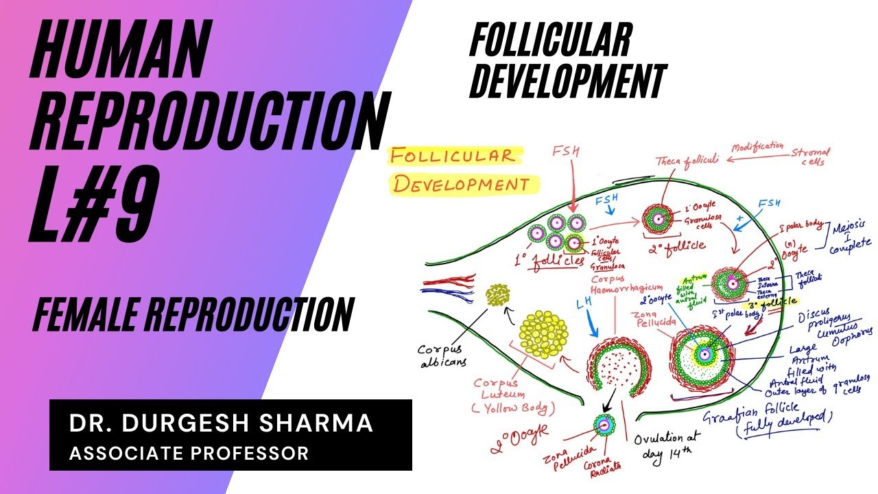 Human Reproduction L#9 | Female Reproduction | NEET | CSIR NET| Biology ...