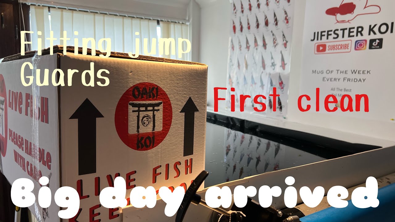 New koi carp tosai , grow on , jump guards , #fish #jumpgaurds #koi # ...