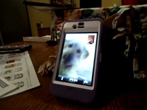 Dog Discovers Facetime on iPhone - YouTube