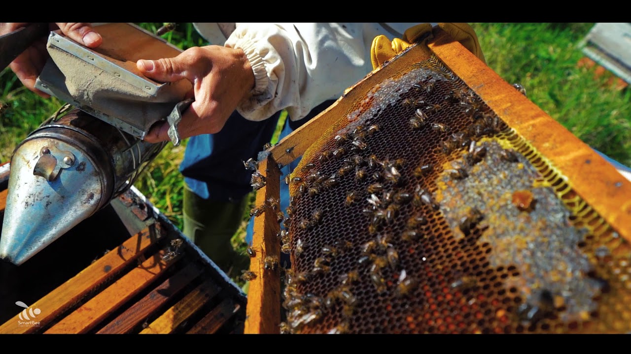 SmartBee, a Beehive's Tracking & Monitoring Technology - YouTube