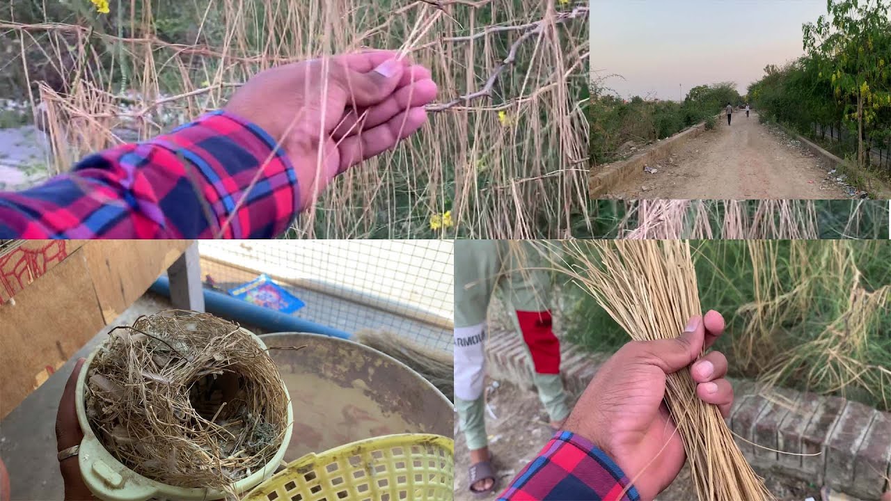 Natural Nesting Material, How to Search Nesting Material For Exotic ...