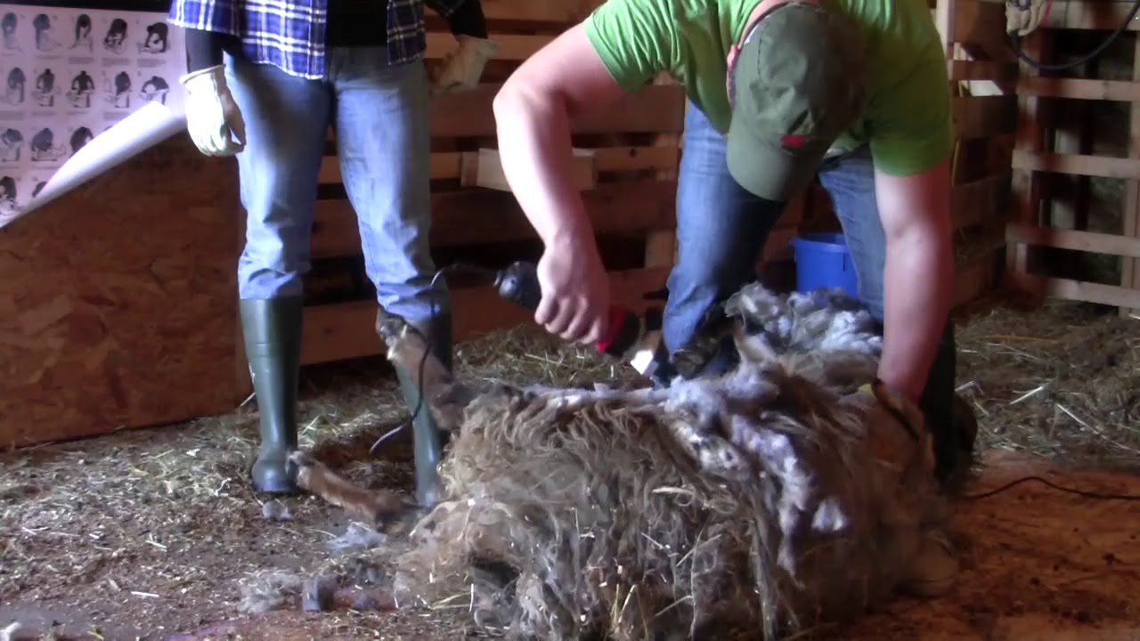First Sheep Shearing - YouTube