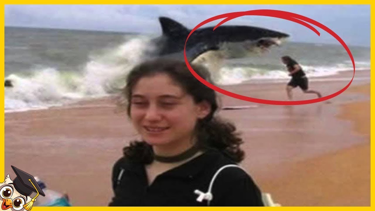 15 Rencontres les plus effrayantes avec des Requins Filmées par les ...