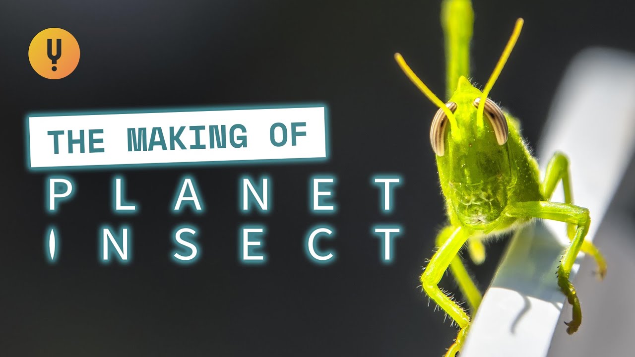 The Making Of Planet Insect: Studying Colonies - YouTube