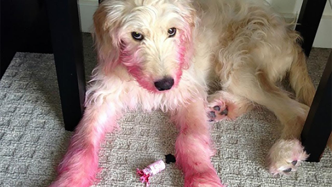 Funny Guilty Dogs Dogs Eat Makeup Compilation - YouTube