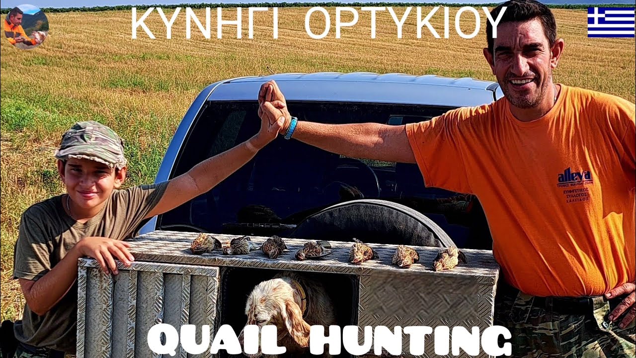 Quail Hunting with English Setters in Greece / Κυνήγι Ορτυκιού με ...