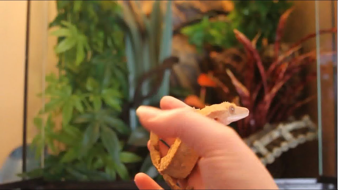 Cleaning Out A Crested Gecko Tank + New Setup! - YouTube