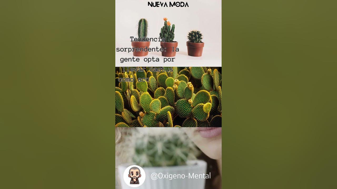 Última tendencia 👗 noti del mañana Pt-11 #cuentos #histórias #narrador #cactus #moda # ...