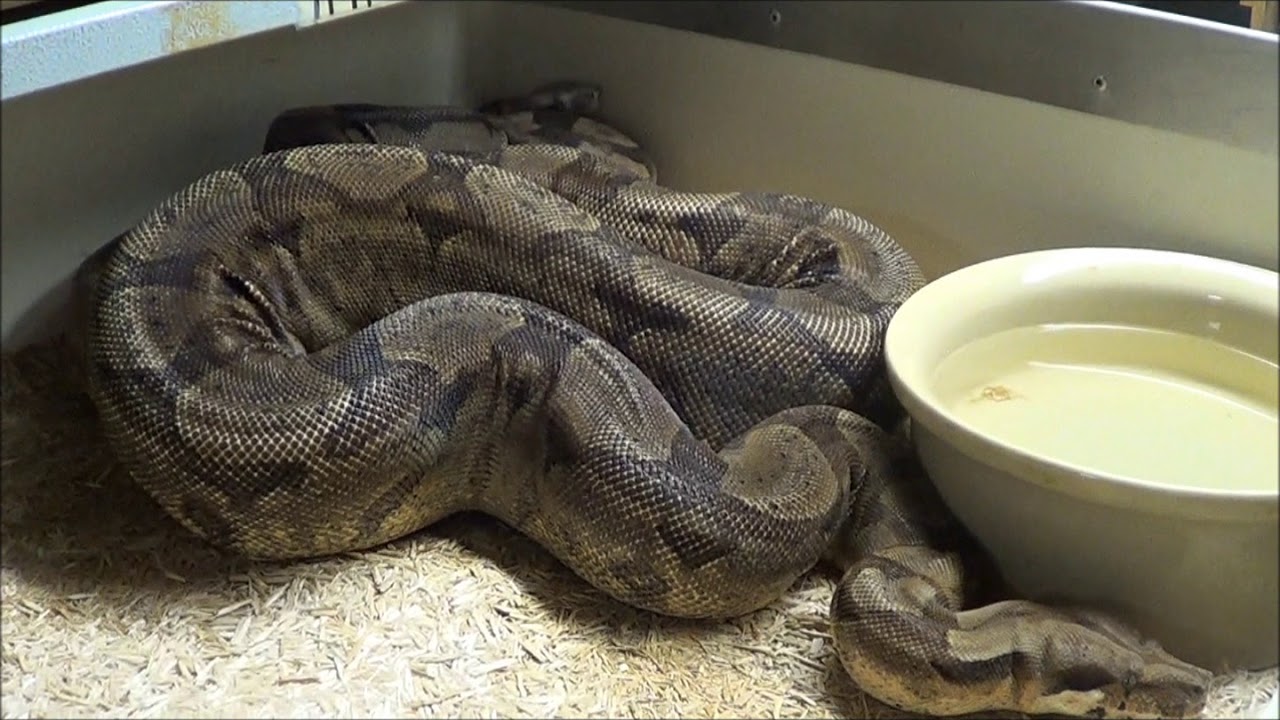 2018 VPI T+ Sharp Albino Snow Glow Motley Boa Project - YouTube