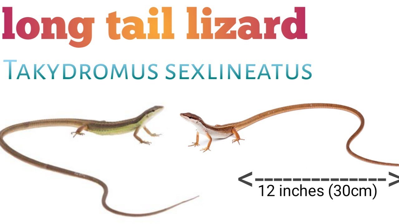Long tail lizard (Takydromus sexlineatus) | animal video | information video | PLANTIMAL | - YouTube