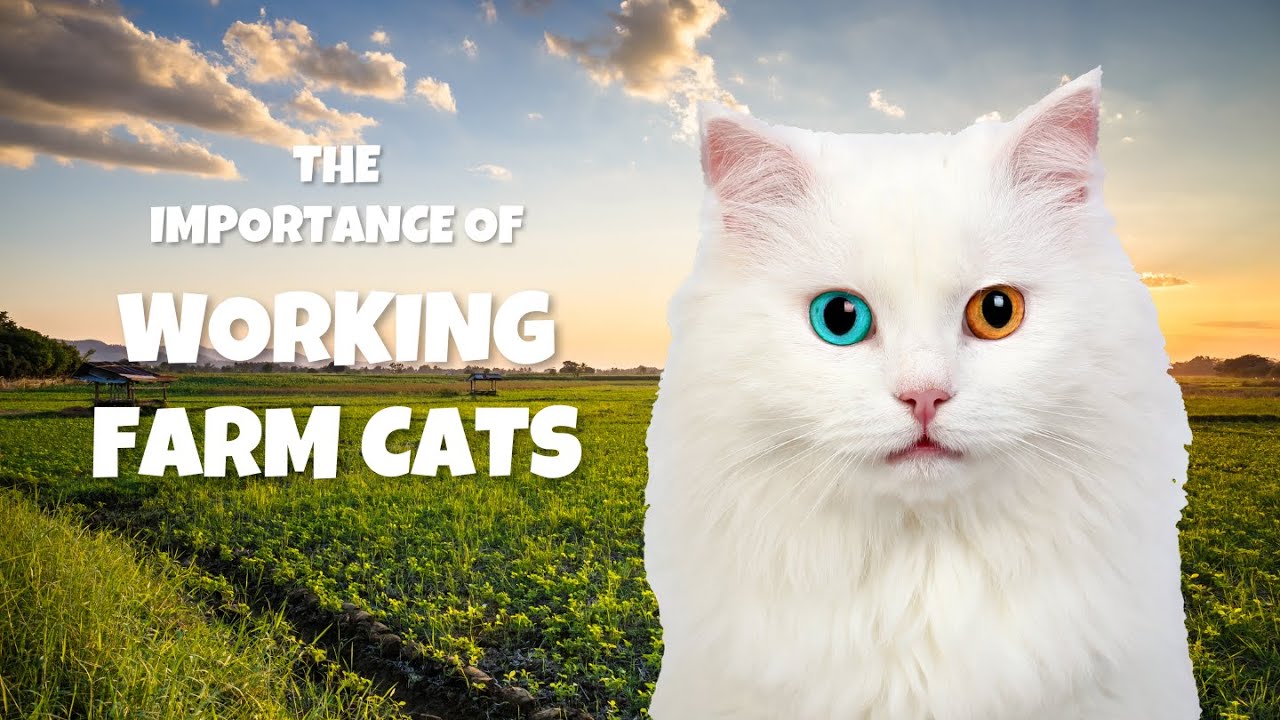 The Importance of Working Farm Cats #cat #cats #farming #homesteading ...