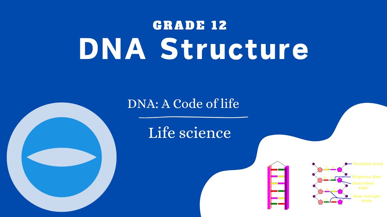 Structure of a DNA || Grade 12 || DNA a code of life - YouTube