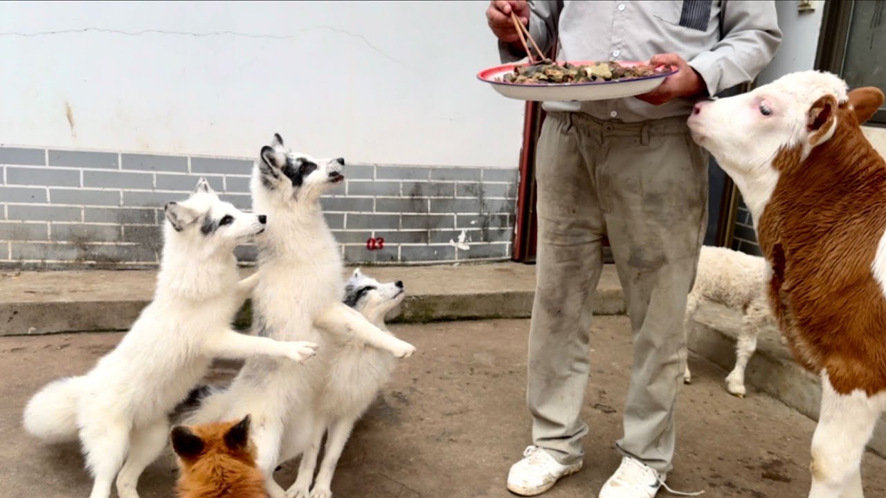 So adorable! The little fox 🦊 has become good friends with the little ...
