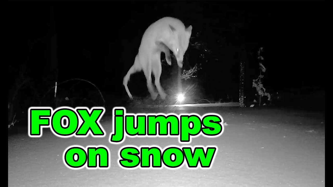 Fox Jumps on the Snow – Caught on Trail Camera - YouTube