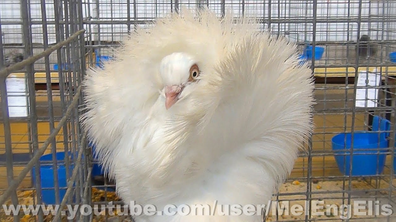 Pigeon Capucin - Jacobin - Perückentaube - Exposition Avicole de ...