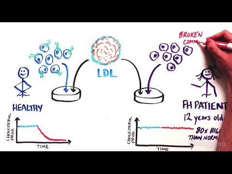 Discovering the cell's radar: How cells sense their environment - YouTube