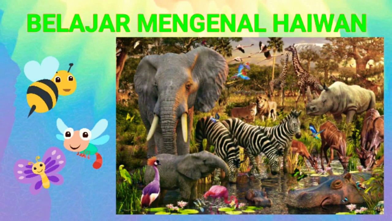 Video belajar mengenal haiwan Bahasa melayu - YouTube