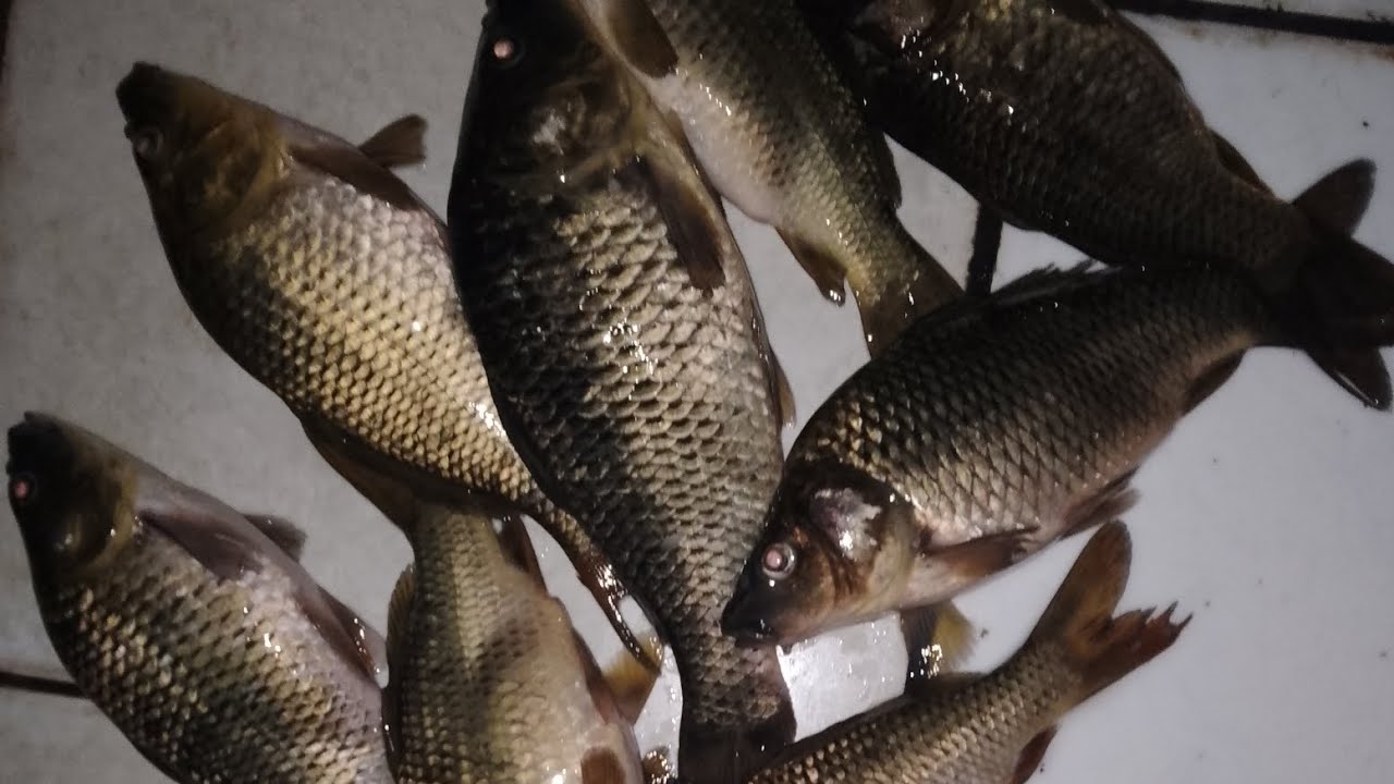 cara meracik umpan ikan mas dengan umpan putih amisan nila&salmon - YouTube