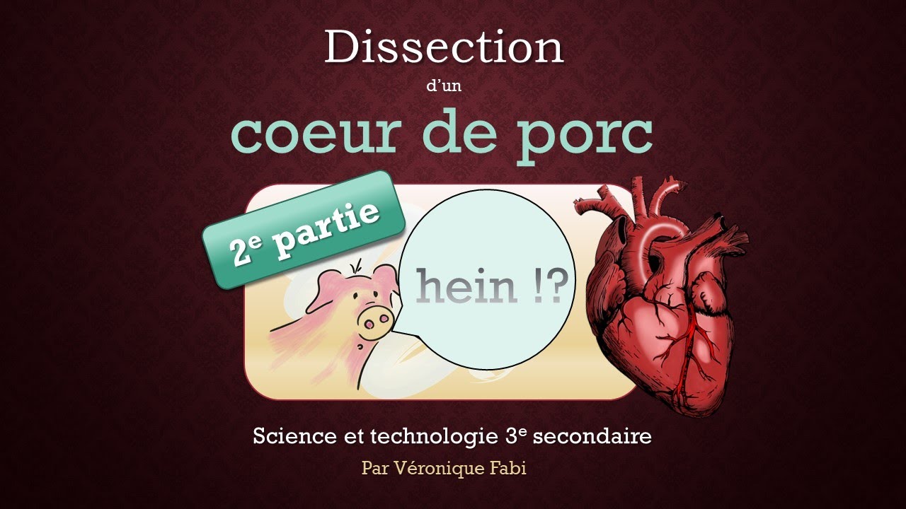 Dissection coeur de porc (partie 2 de2) - YouTube