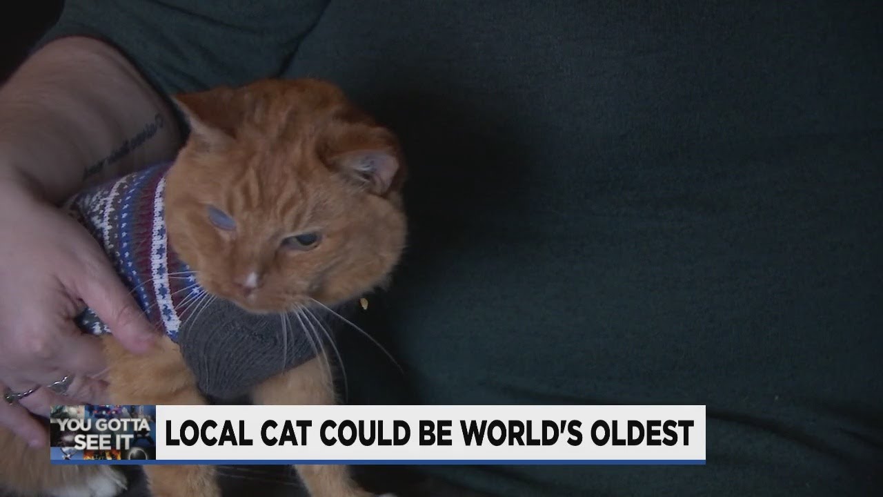 Oregon cat, 26, could go down in record books as world's oldest - YouTube