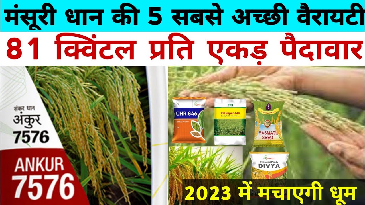 मंसूरी धान की 5 सबसे अच्छी वैरायटी पैदावार 81 कुंटल। Mansuri Dhaan ki ...