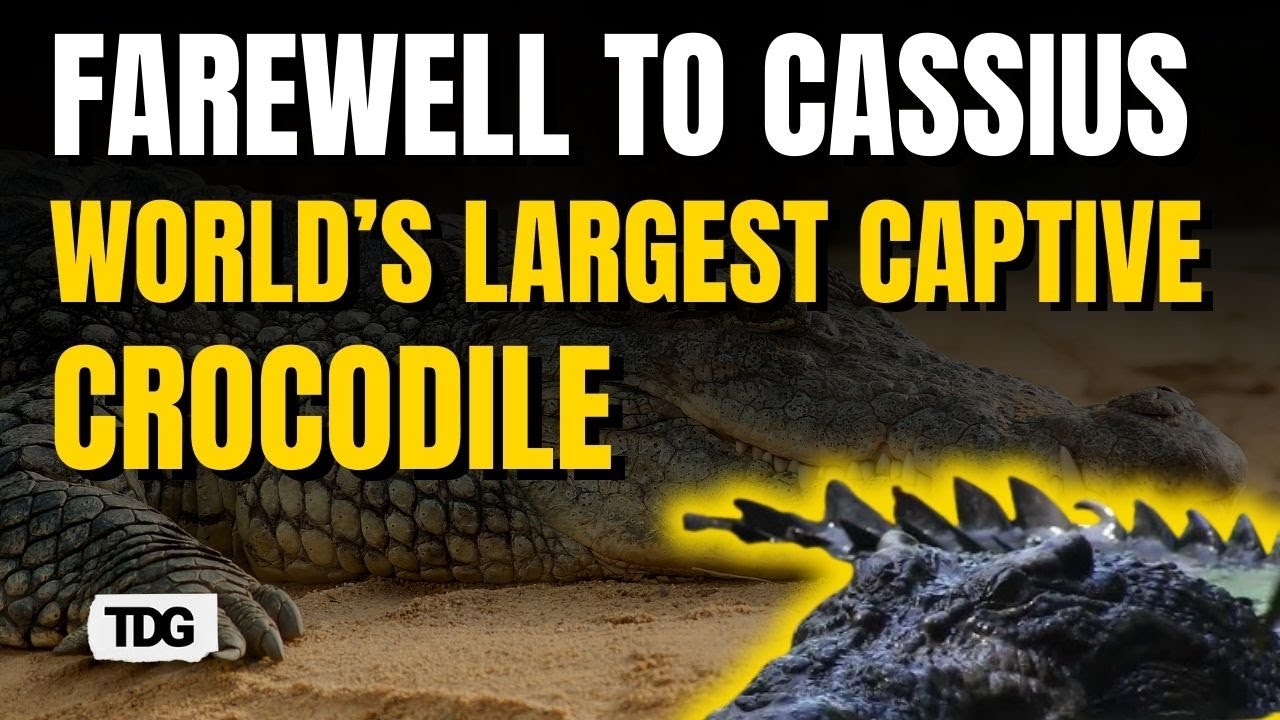 Cassius, the 18-Foot Crocodile, Leaves a Legacy Beyond Record Books ...