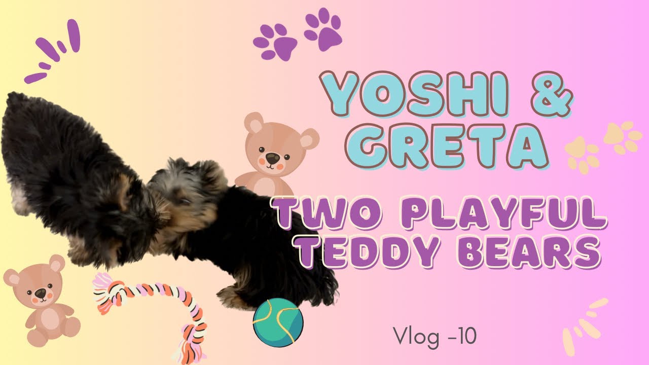 Yorkies - Yoshi and Greta - Two Playful Teddy Bears @littletop37 - YouTube