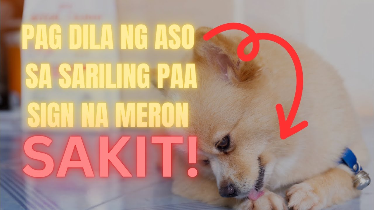 PAG DILA NG ASO SA SARILING PAA, SIGN NA MERON SILANG SAKIT! WAG MO ...