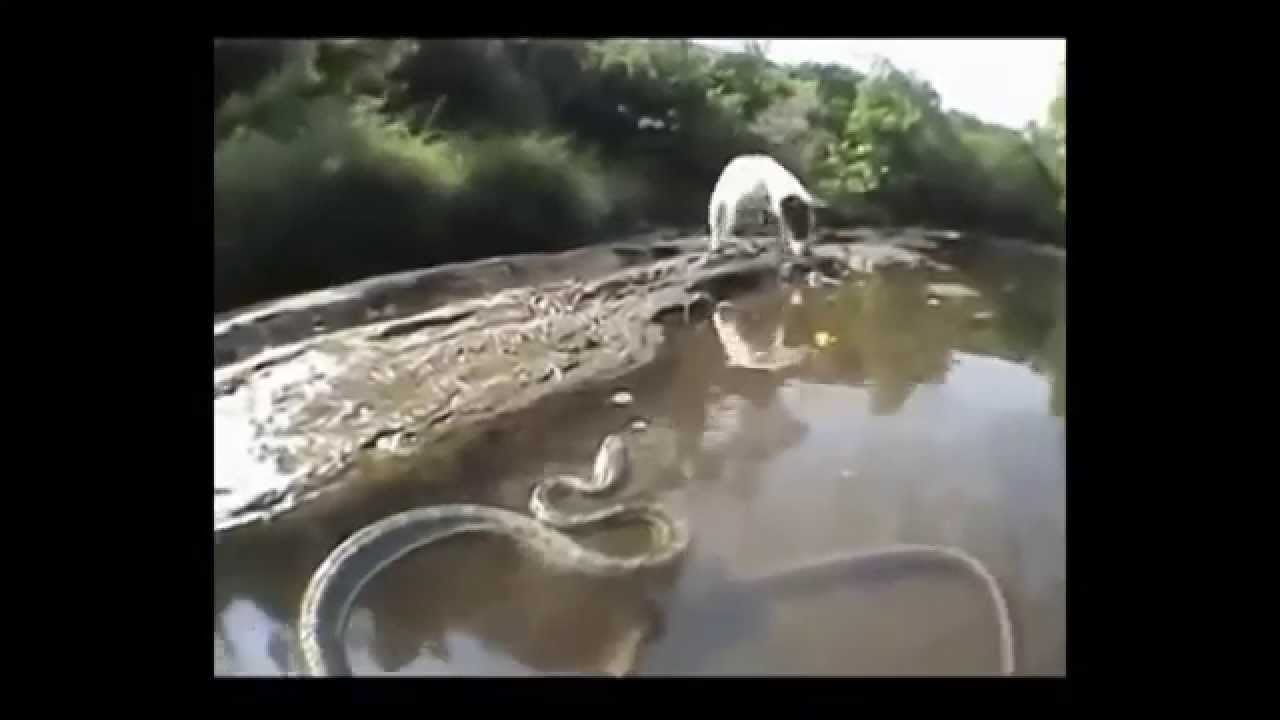 Snake vs dog - YouTube