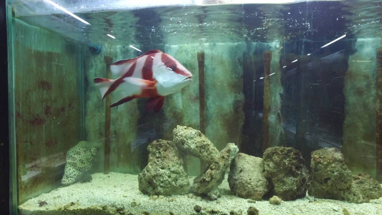 Red Emperor Snapper and Panther Grouper eat Feeder Goldfish - DJI Osmo ...