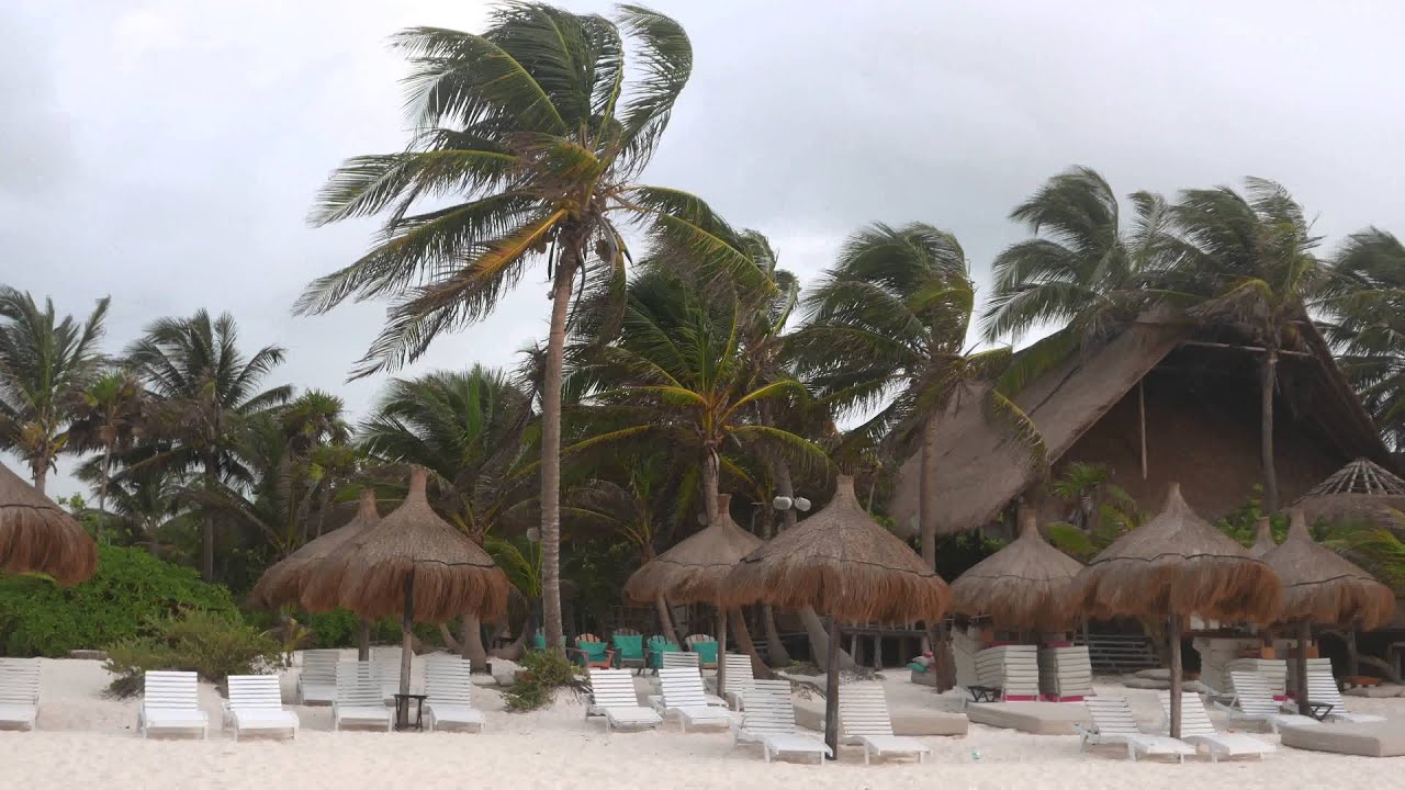 Sargassum Seaweed at Tulum 1/5 - YouTube