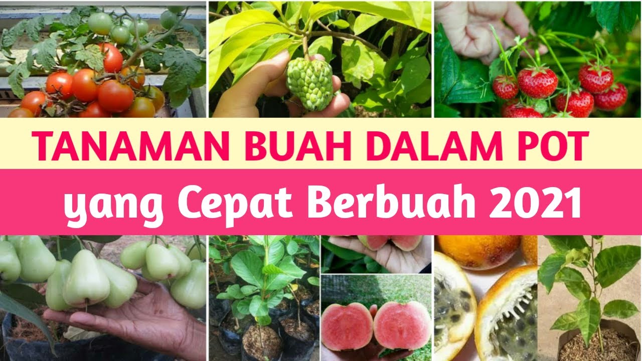 JENIS TANAMAN BUAH DALAM POT CEPAT BERBUAH 2021 | TABULAMPOT CEPAT ...