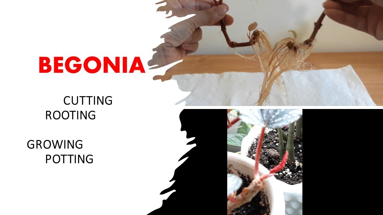 BEGONIA PLANT Propagation:: Begonia cutting: growing: rooting: potting ...