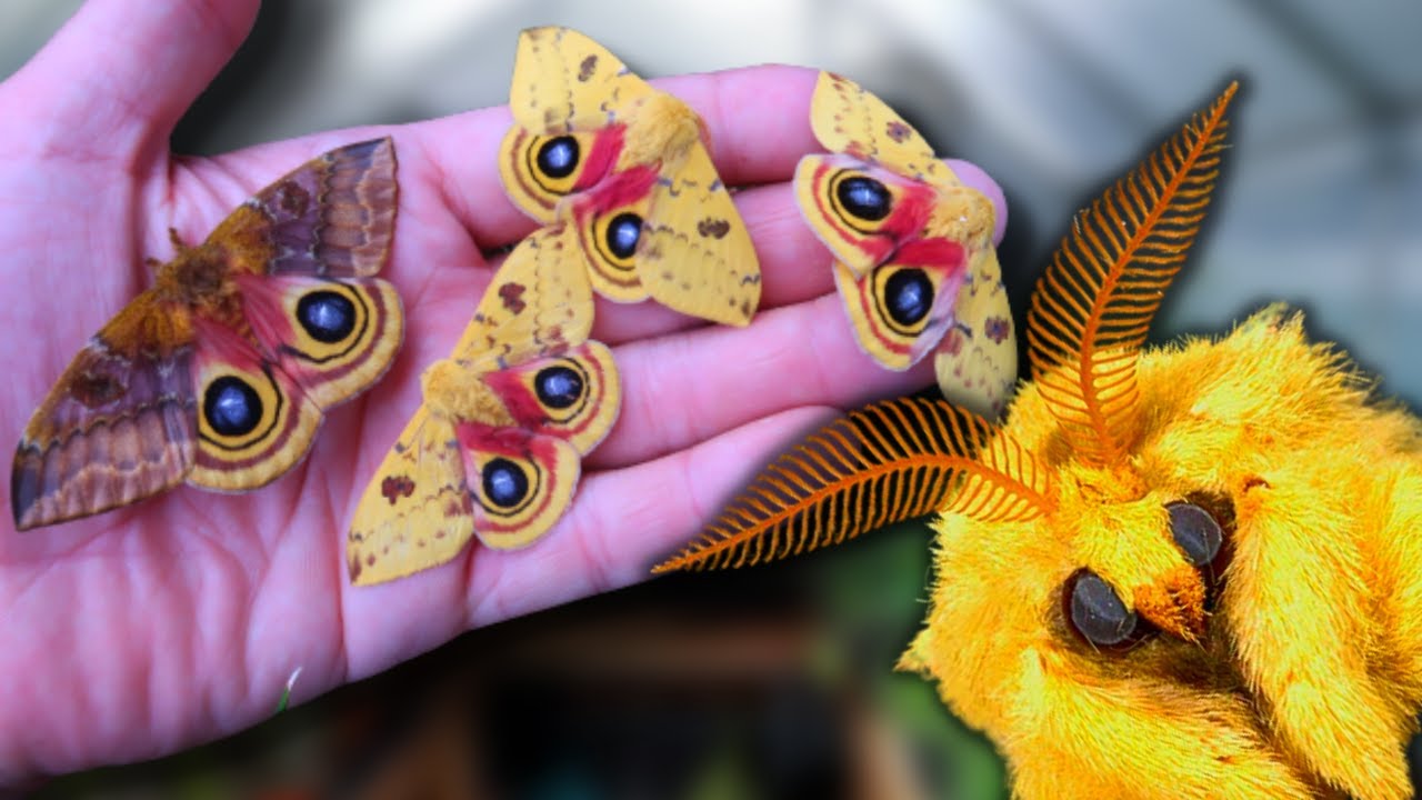 Cute Moth Breeding: Io Moth (Automeris io) / How to Breed Io Moths ...