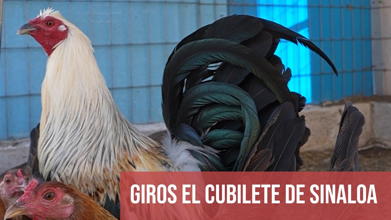 Familia de Giros Criadero el Cubilete | Orígenes y Características. - YouTube