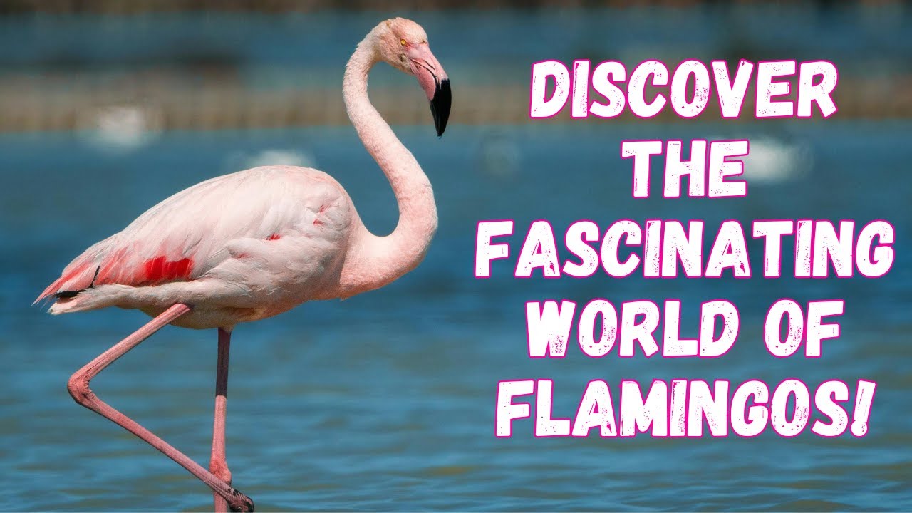 Discover the Fascinating World of Flamingos! - YouTube