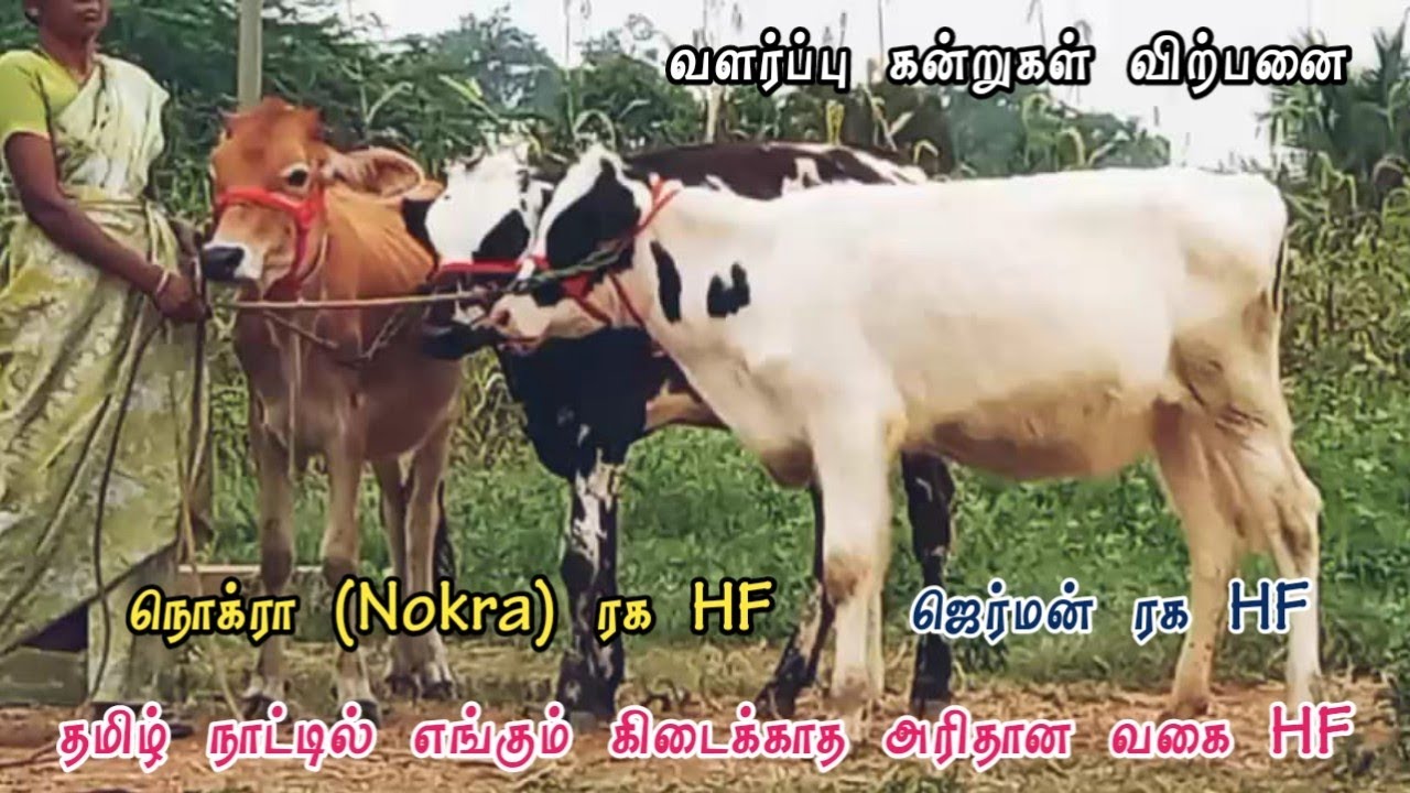 எங்கும் கிடைக்காத நொக்ரா (Nokra) Hf & ஜெர்மன் Breed Hf & ஓரு ஜெர்ஸி ...