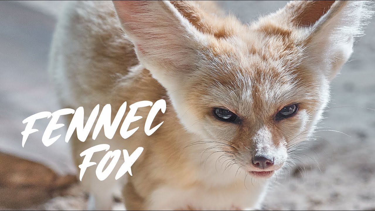 Fennec Fox - YouTube