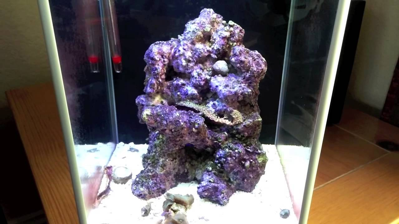 How to setup a Pico Reef Tank, Fluval SPEC 3, takedown - YouTube