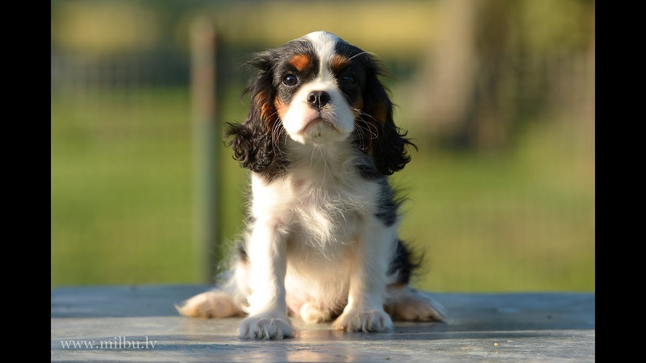D-litter! Cavalier King Charles Spaniel Puppy - 3 month. - YouTube