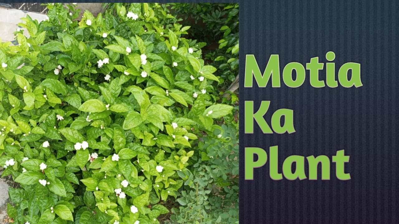 Motia Plant || Jasmine Plant || SubhanAllah || MashAllah || Daily ...