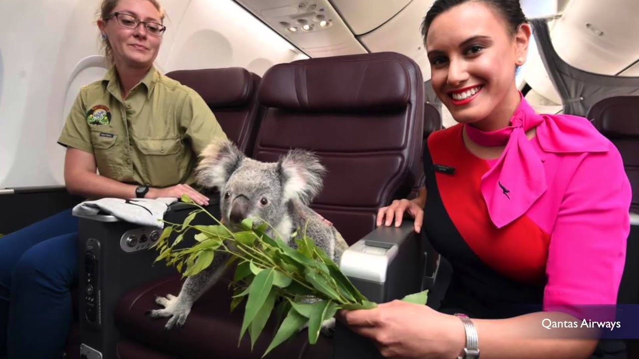 Koalas on a plane is as adorable as it sounds - YouTube