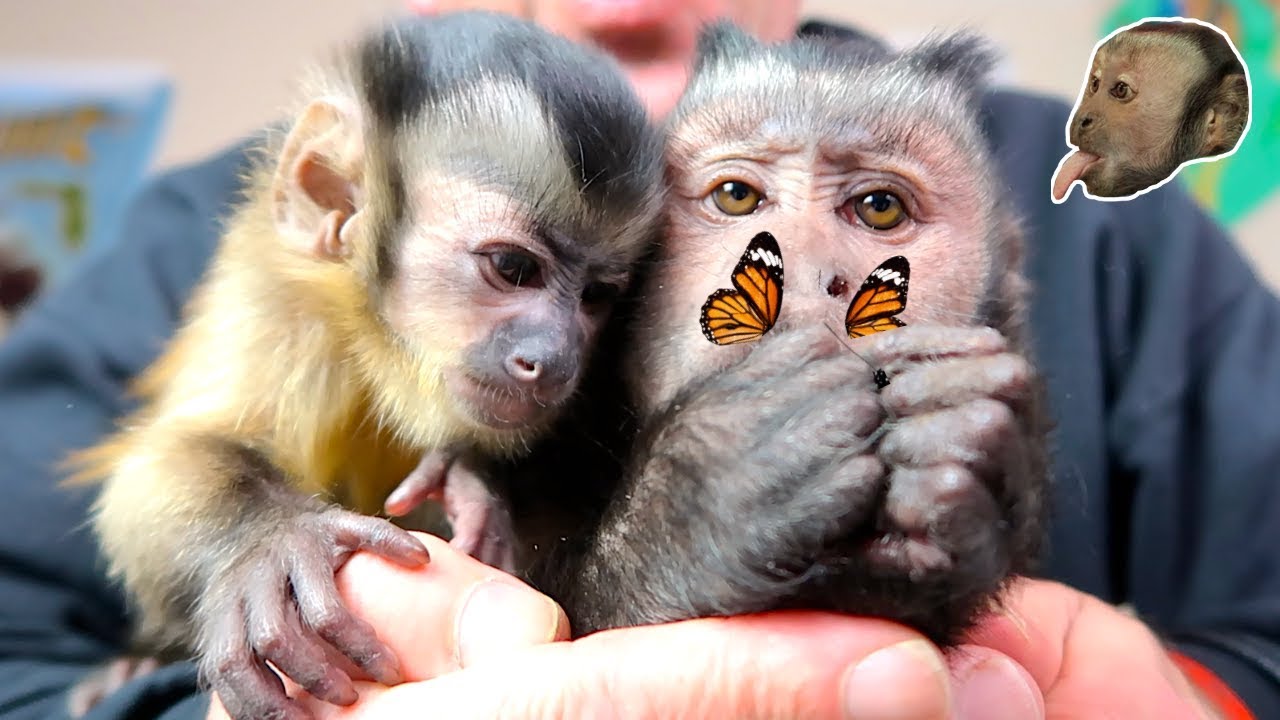 Monkey Grows Yummy Butterfly Garden! - YouTube