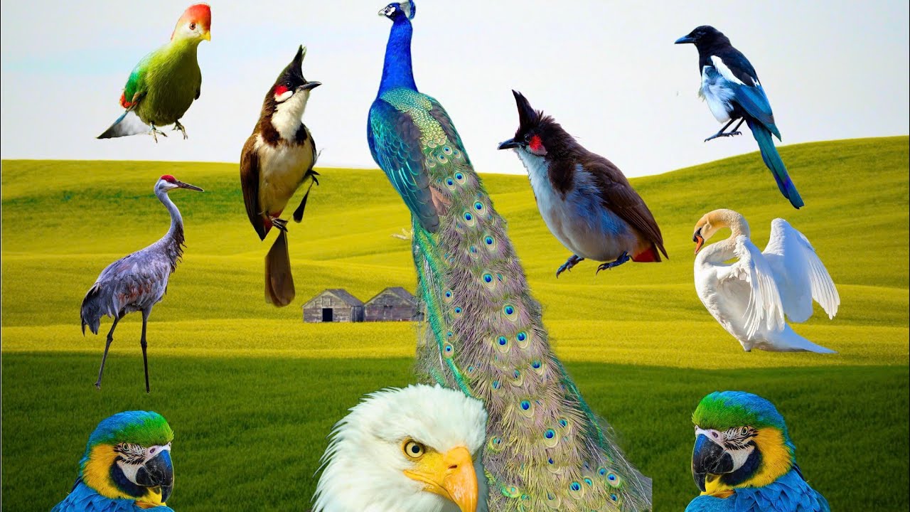 100 Most Unique and Fascinating Birds You've Never Heard Of - YouTube