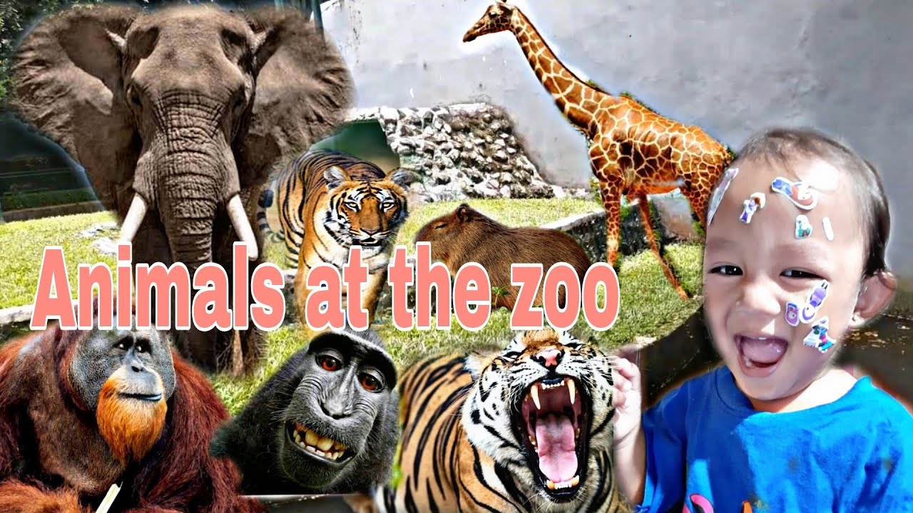 Wisata Kebun Binatang Ragunan Zoo | Nata Explores Jungle Animals ...