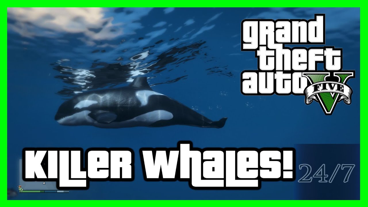 GTA 5 l Killer Whale Location - YouTube