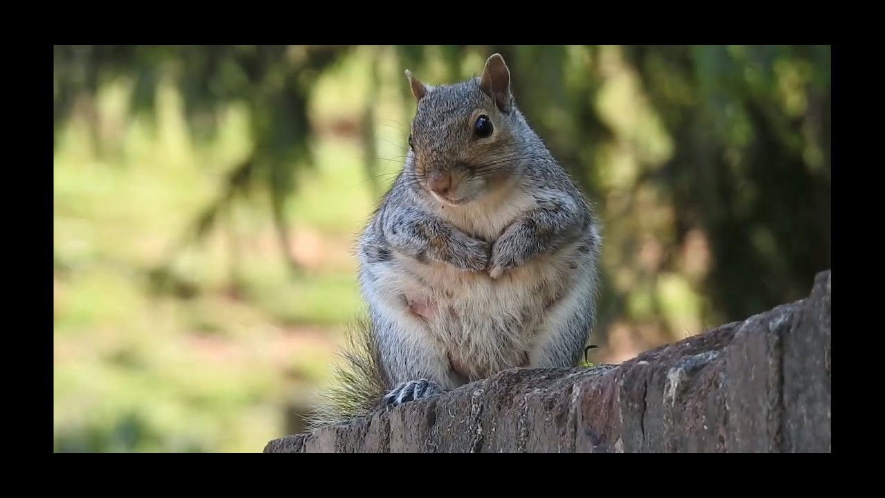 Nature video||wildlife||Best drone footage||Best drone for filming ...