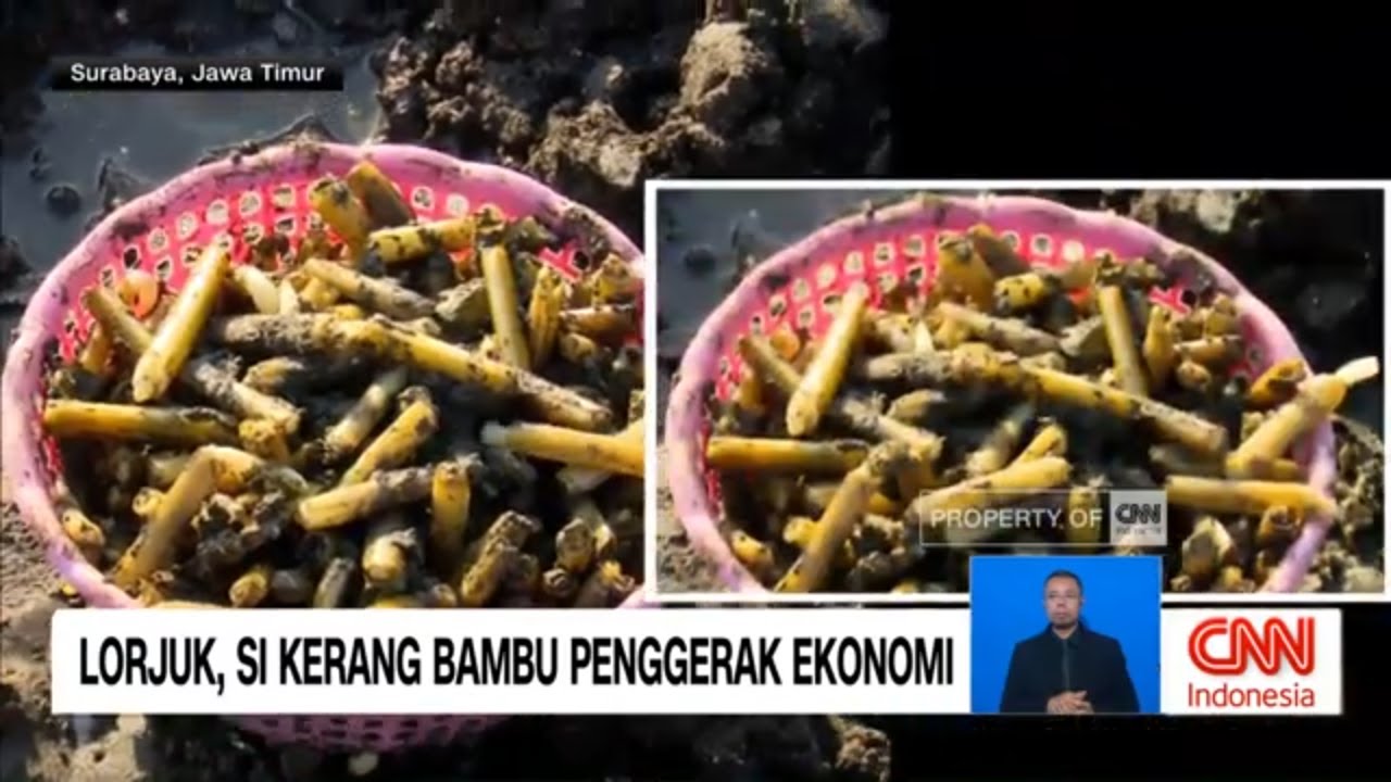 Lorjuk, Si Kerang Bambu Penggerak Ekonomi - YouTube