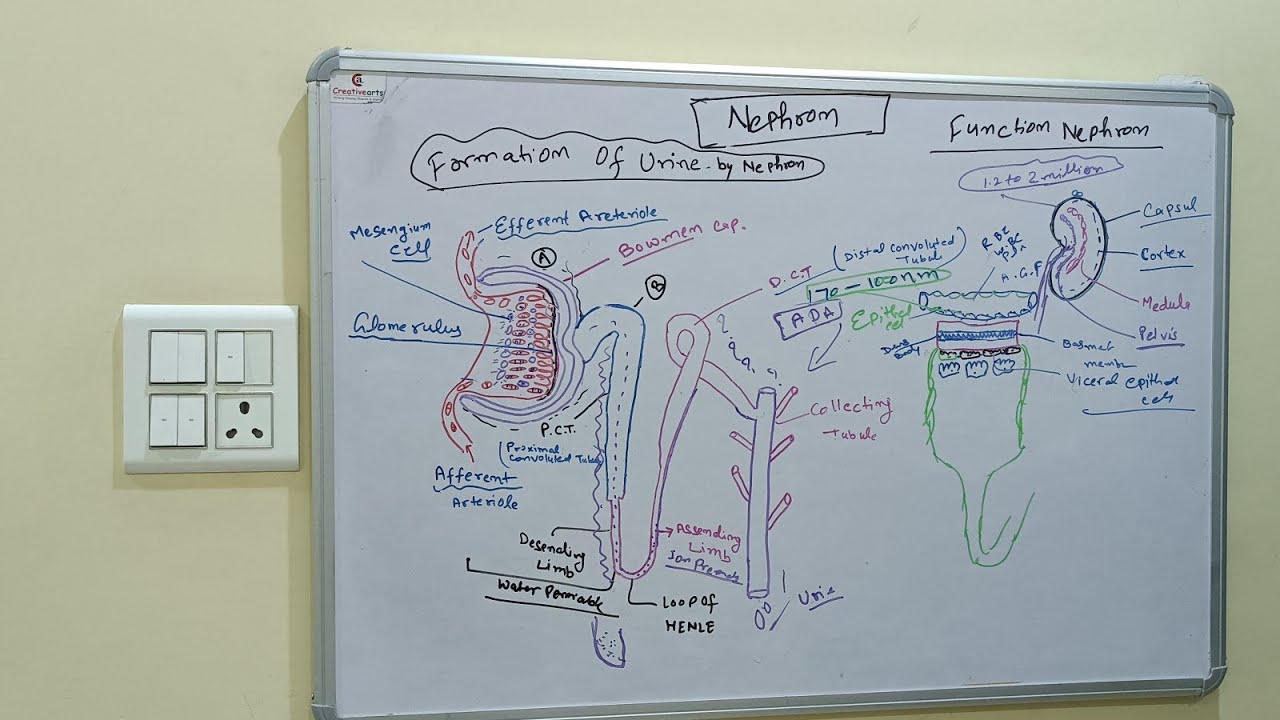 NEPHRON Structure and function of nephron, different parts of nephron ...