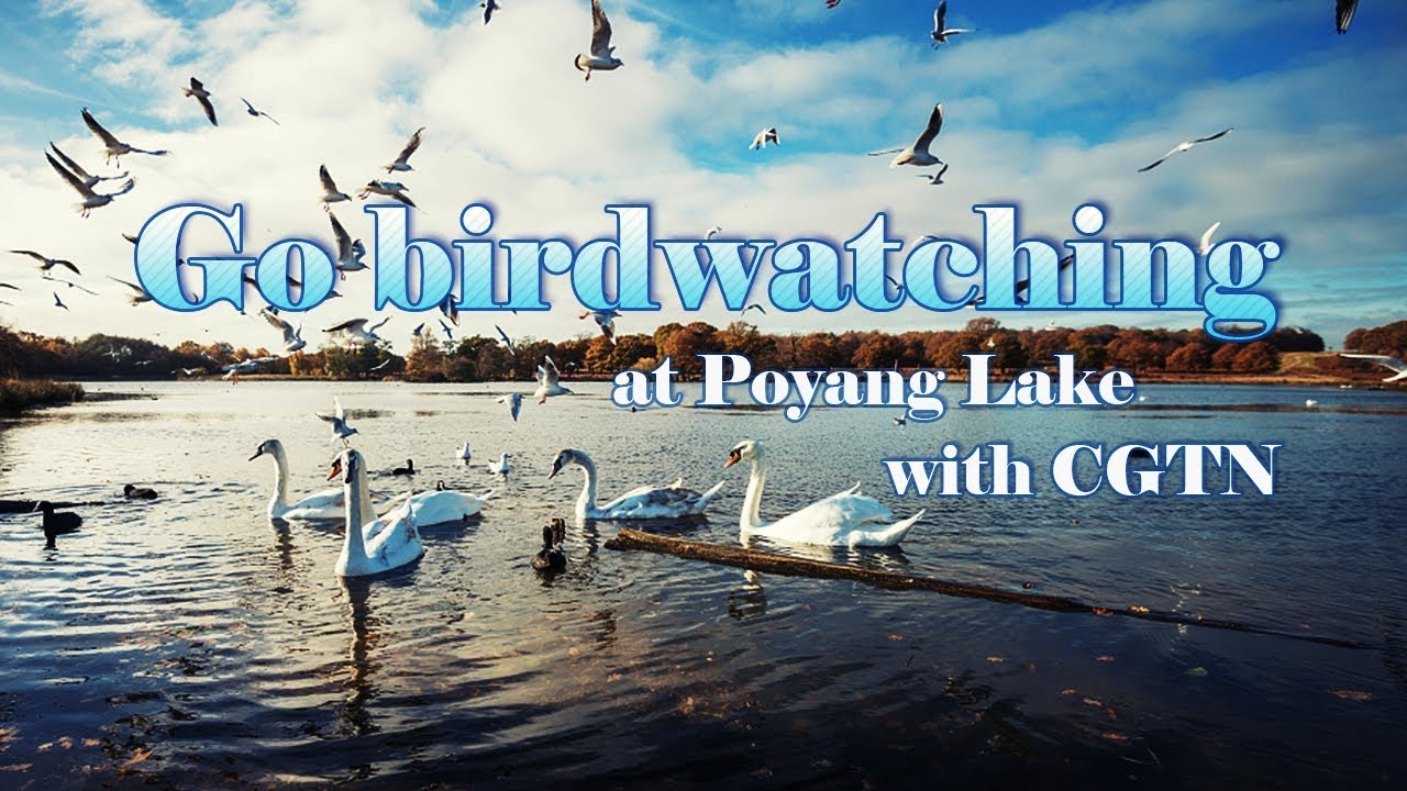 Live: Go birdwatching at Poyang Lake with CGTN“点鸟奖湖”，探讨候鸟迁徙及生态保护 - YouTube